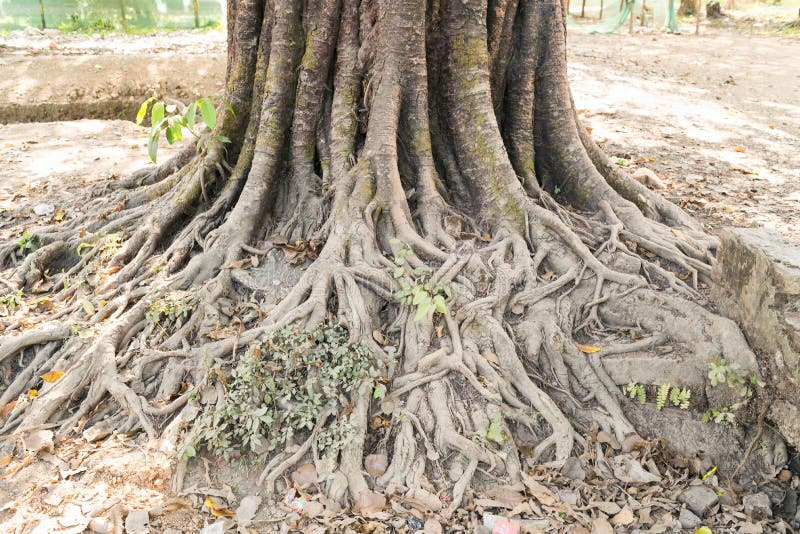 Tree in Mrauk U Myanmar stock image. Image of tree, street - 186282399