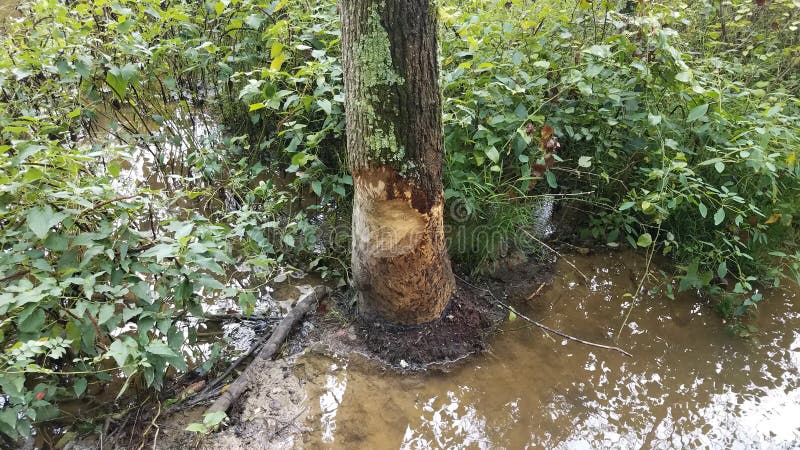 Tree in the Mud and Water with Beaver Bite Marks Stock Photo - Image of ...