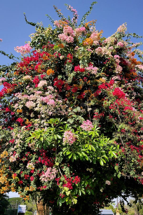 Tree with Multi Colored Flowers. Stock Image - Image of botany, green ...