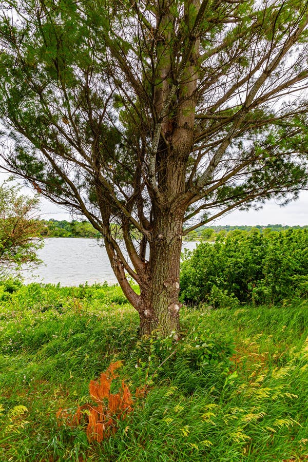 Green Tree at the Lakeshore Stock Photo - Image of plants, green: 103605476