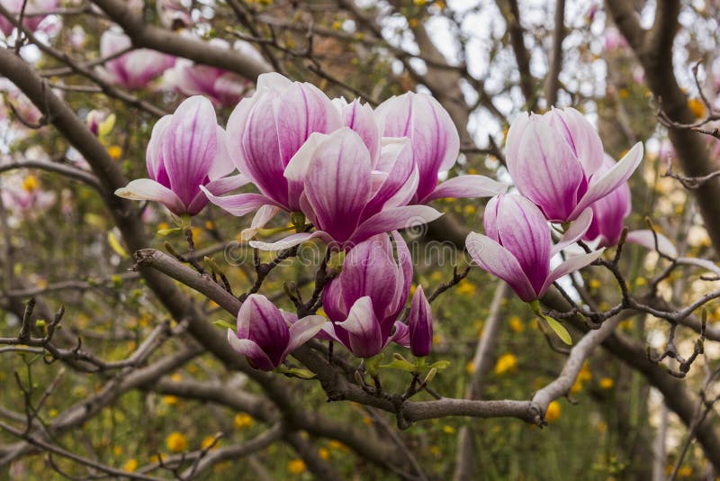 Tree with a Multitude of Flowering Magnolias Stock Image - Image of ...