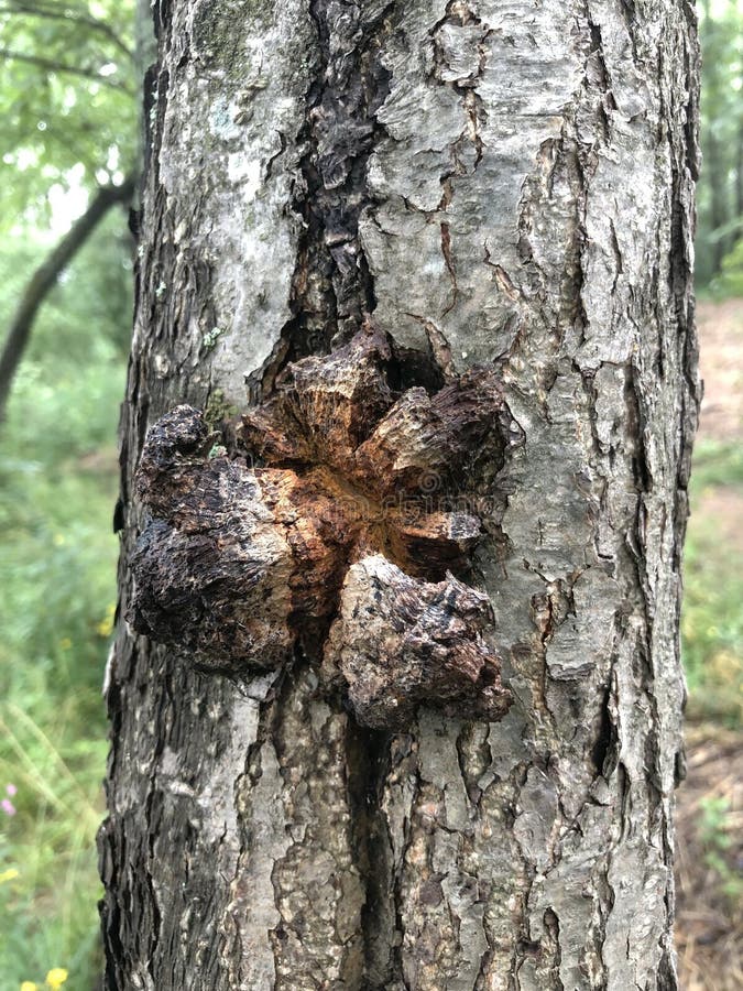 Tree Mushroom Chaga on a Tree Trunk Stock Image - Image of nature ...