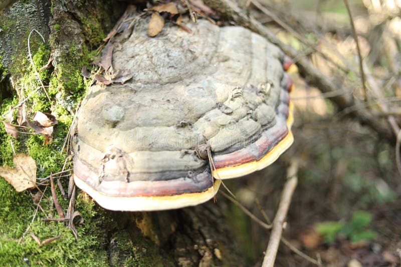 Tree Mushroom. a Mushroom on a Tree in a Forest Stock Photo - Image of ...