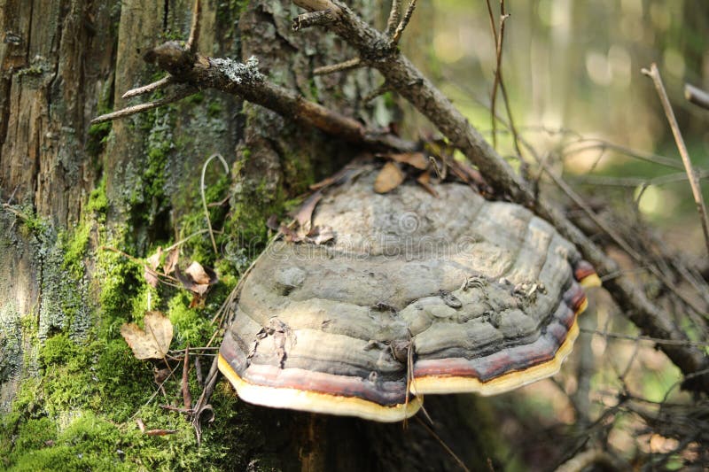 Tree Mushroom. a Mushroom on a Tree in a Forest Stock Photo - Image of ...