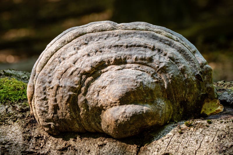 Tree Mushroom stock image. Image of plant, bracket, natural - 232077931