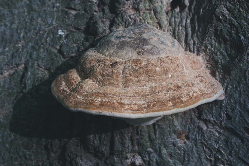 Tree Mushroom detail stock image. Image of agaricomycetes - 234880389