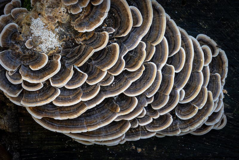 Tree Mushroom nice pattern stock image. Image of medicine - 234880379