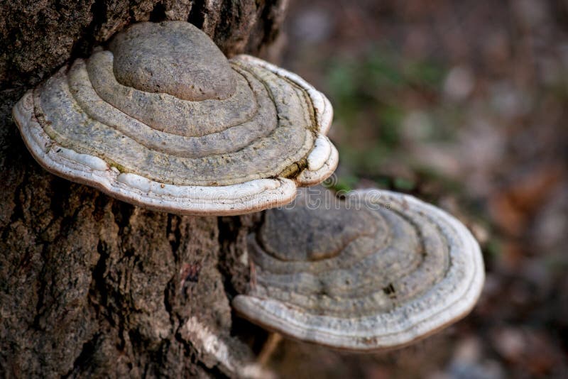 Tree mushrooms stock image. Image of tree, woods, mushroom - 24410353