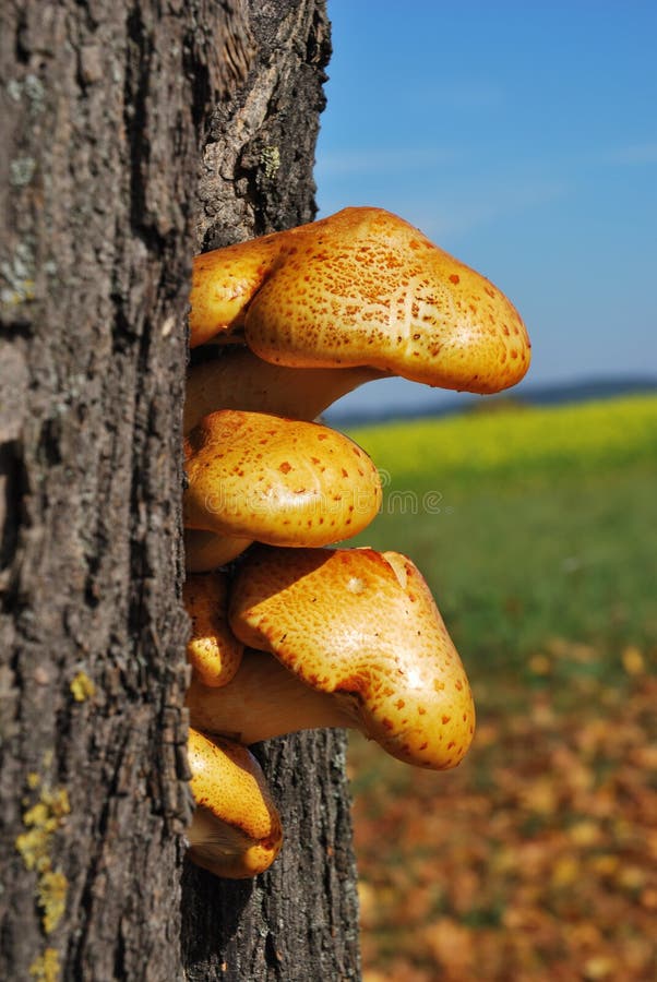 Tree Mushrooms stock image. Image of growing, mushrooms - 133453839