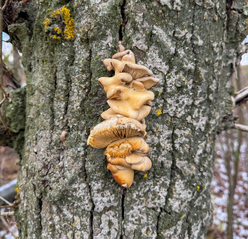 A Tree with Mushrooms Growing on it Stock Image - Image of moss, white ...