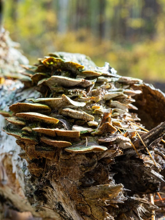 Tree Mushrooms Growing on a Fallen Tree Trunk. Parasitic Fungus on the ...