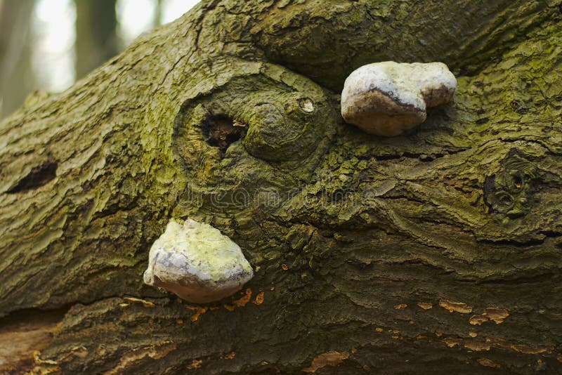 Saprophytism Stock Photos - Free & Royalty-Free Stock Photos from ...