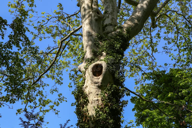 Tree with a Muzzle Against the Blue Sky Stock Image - Image of portrait ...