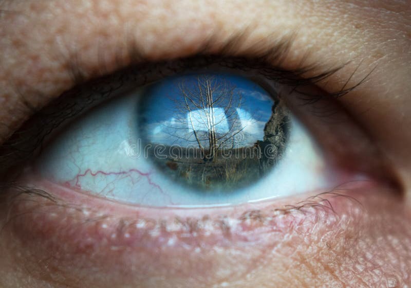 The tree from my soul stock image. Image of spring, forest - 149416755