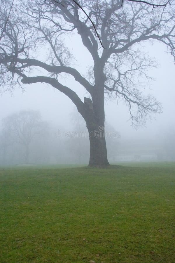 Tree in the myst stock photo. Image of postcard, lonely - 7301038