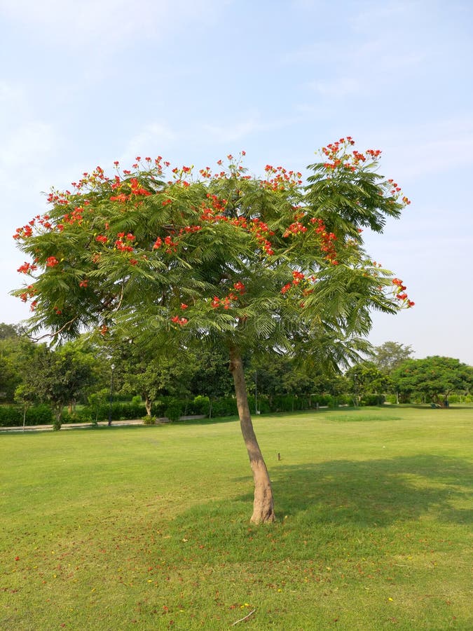 May Mara (Delonix Regia) Flowers Blooming Stock Image - Image of shrub ...
