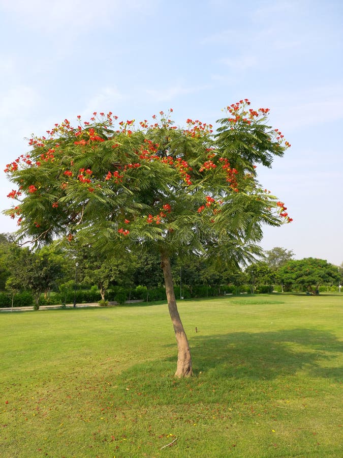 The Tree`s Name of Lal Golachi, Botanical Garden in Bangladesh. Stock ...