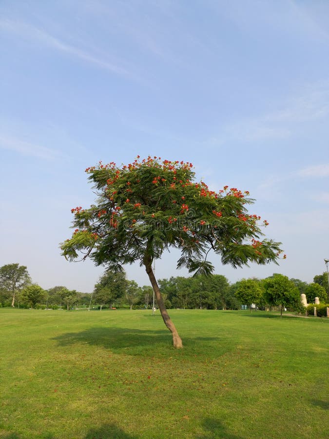 The Tree`s Name of Lal Golachi, Botanical Garden in Bangladesh. Stock ...