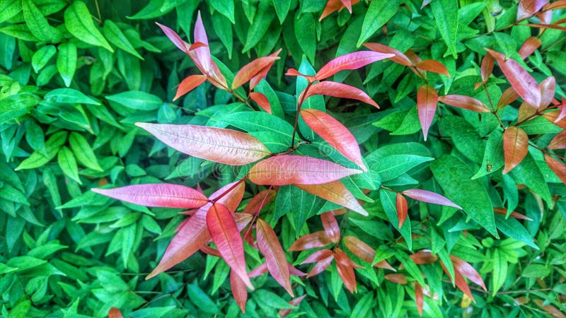 Christina tree stock photo. Image of beauty, cherry, closeup - 58828016