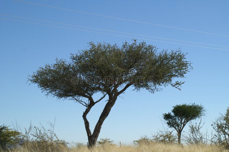 Tree in Namibia with the Nests of the Sociable Weaver Stock Image ...