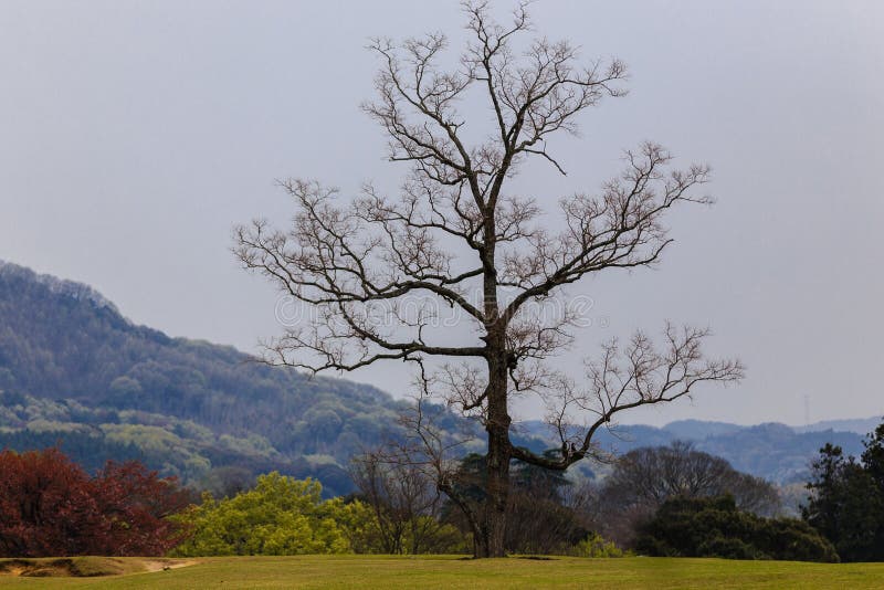 Tree , Nara in Japan stock image. Image of forest, japan - 42394763