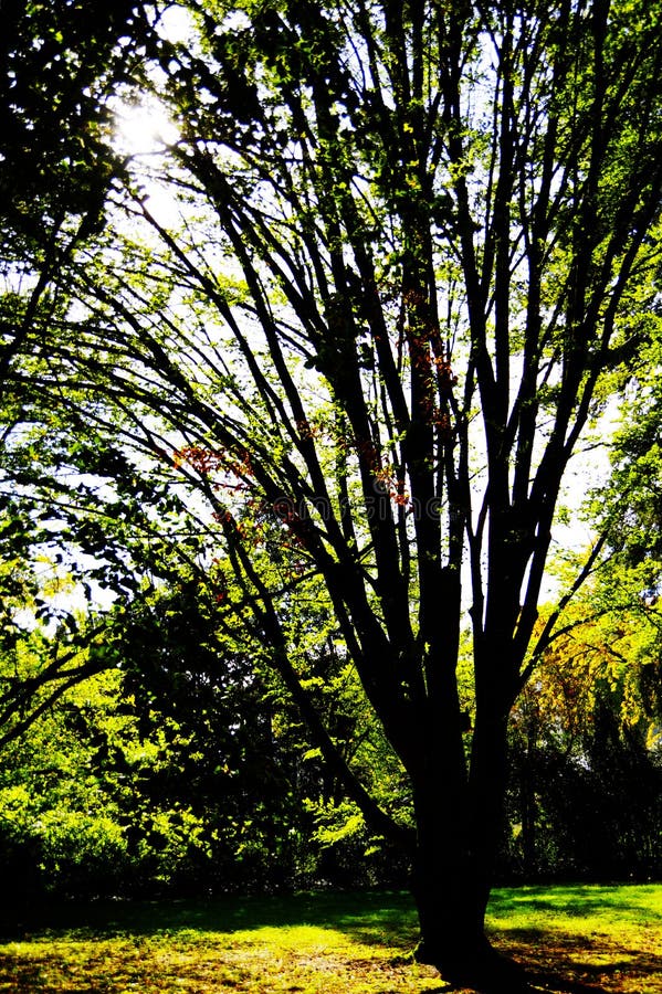 Tree with Narrow Branches and Rest on Autumn Leaves in Strong Back ...