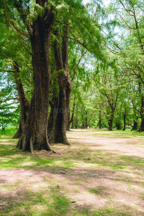 Tree in National Park in Phuket, Thailand Stock Image - Image of ...