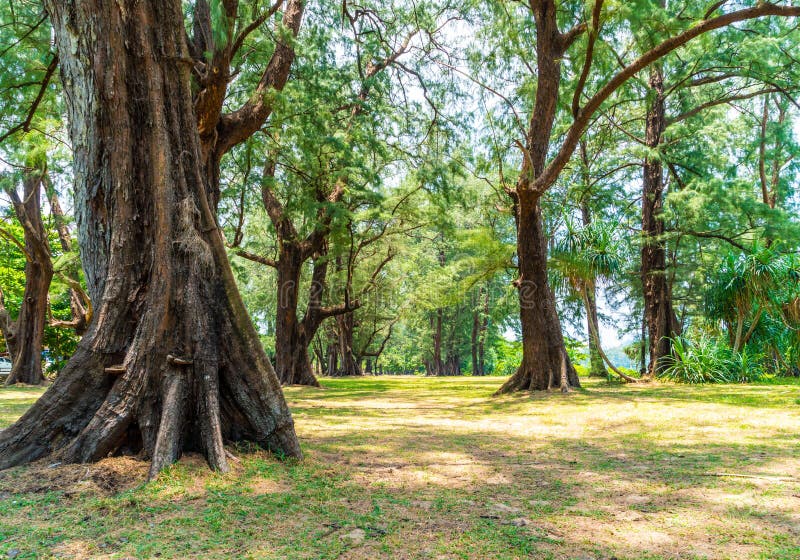 Tree in National Park in Phuket, Thailand Stock Photo - Image of forest ...