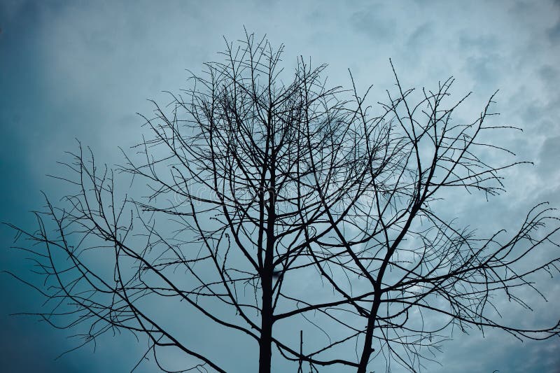 Tree stock photo. Image of branch, forest, dark, outdoor - 295070764