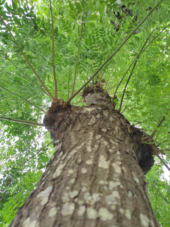 Tree, natural beauty stock photo. Image of forest, wildlife - 219682412