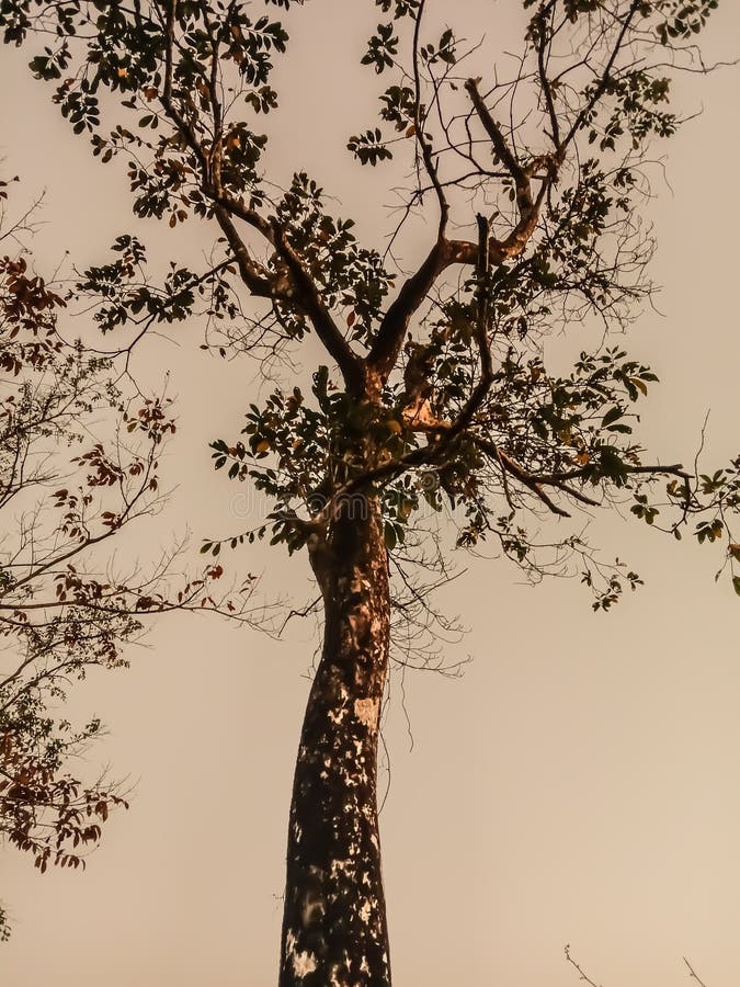 A tree of hopes stock image. Image of design, plant - 210739863