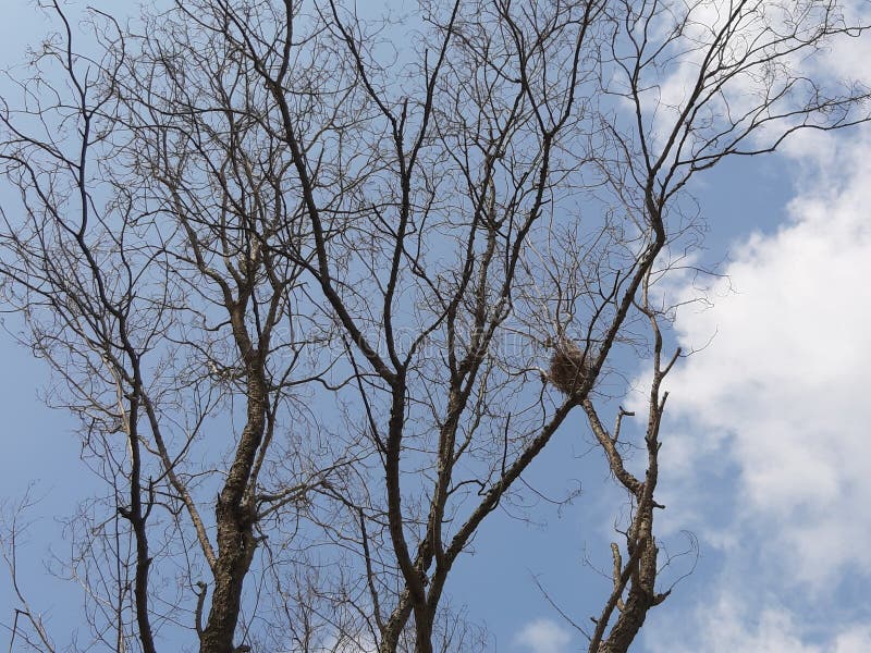 Tree with Natural Blue Sky Creative Photography on Outdoor Stock Photo ...