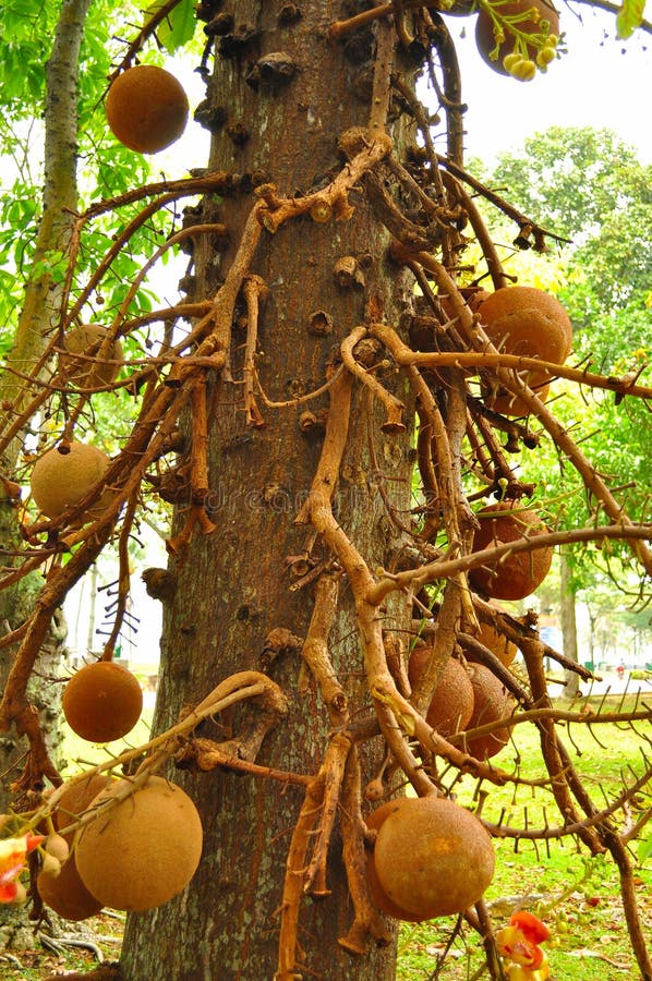 Tree with Natural Decorative Balls Stock Image - Image of stem ...