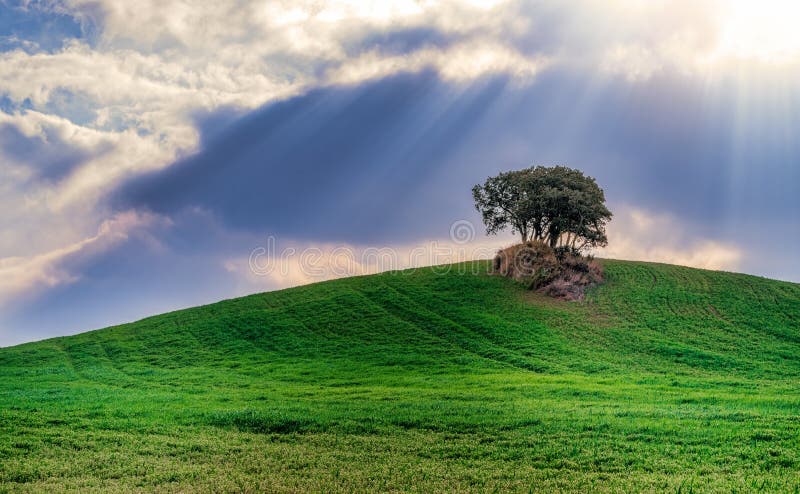 Tree in the Natural Field and Clouds Stock Image - Image of field ...