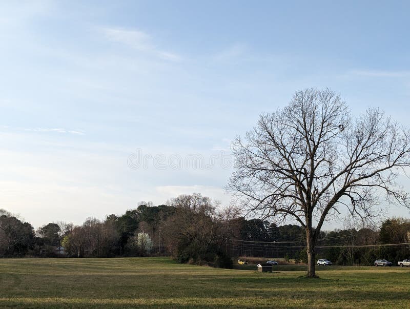 Tree in a Natural Green Lawn Landscape Stock Photo - Image of flower ...