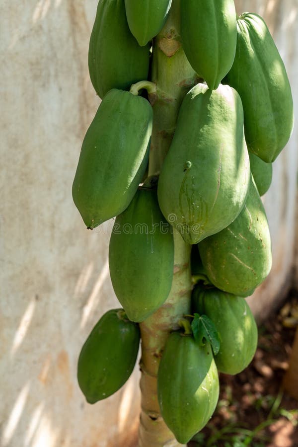 Tree with Natural Papaya or Mamon Fruit in a Home Garden Stock Photo ...