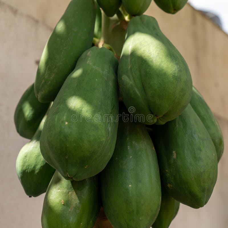 Tree with Natural Papaya or Mamon Fruit in a Home Garden Stock Image ...