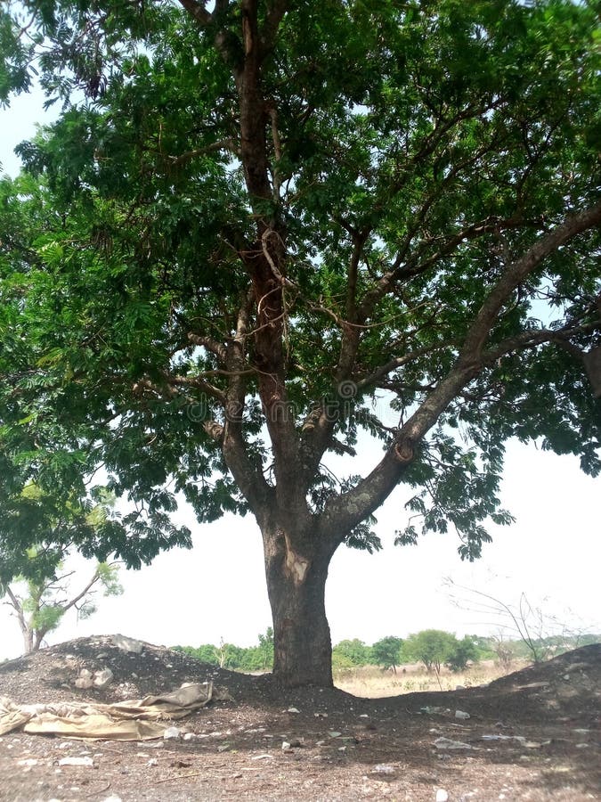 Tree, unique, stock photo. Image of unique, environment - 314438934