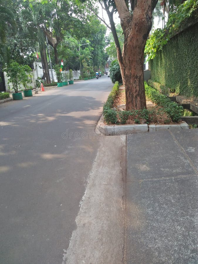 Tree stock image. Image of street, tree, natural, cool - 154897133