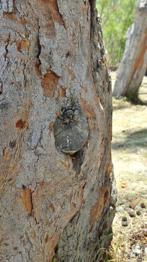 Filao tree stock photo. Image of blue, beach, shade, seychelles - 28382210