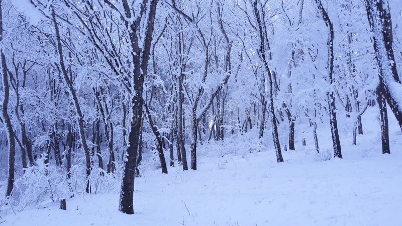 Tree, Natural, Winter, Snow, Cold, Themes, Evening Stock Photo - Image ...