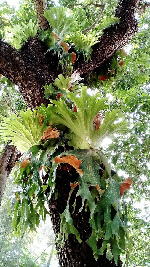 Frenin stock photo. Image of nature, tree, frenin, green - 123594770