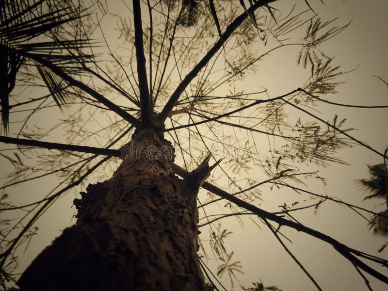 Pic of a Tree in the Evening Stock Photo - Image of care, tree: 138288320