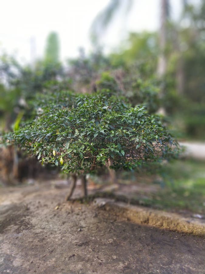 Tree, Nature, Flower Tree, Gardens, Nice Stock Image - Image of flower ...