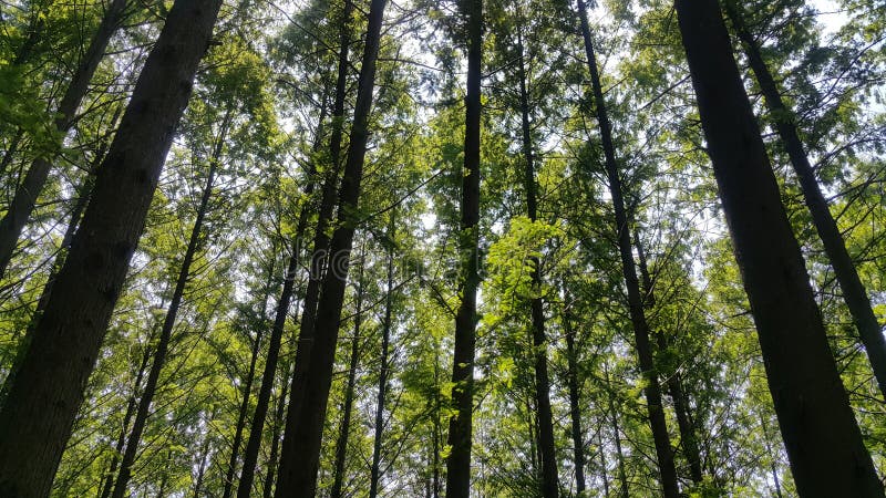 Tree, Nature, Forest, Ecosystem Picture. Image: 111421647