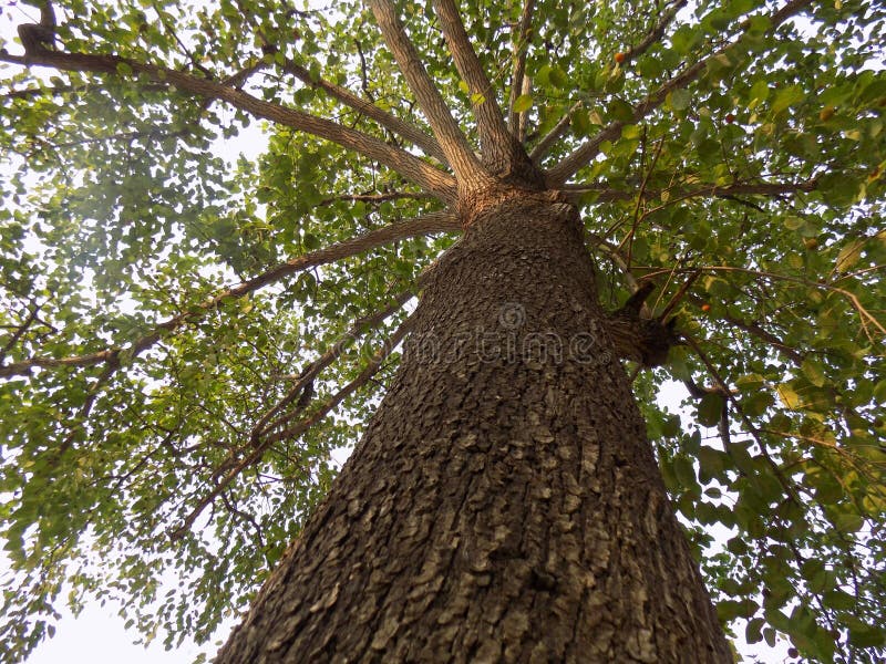 Tree Nature Greenery Trees Forest Stock Photo - Image of nature, tree ...