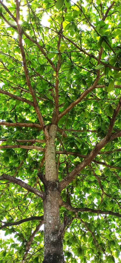 Tree, Grove, Vegetation, Woodland Picture. Image: 133464026