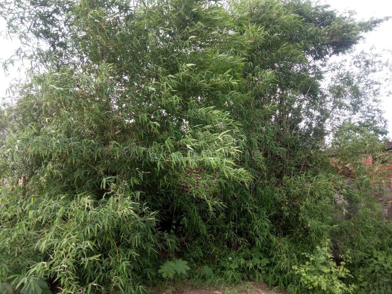 Tree stock photo. Image of natural, longest, indian - 191377314