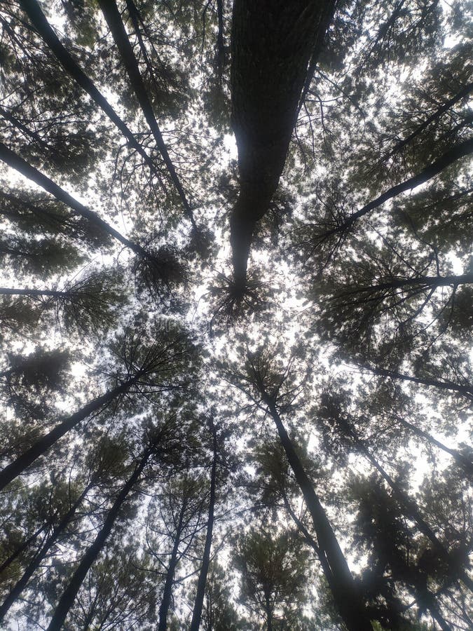 Tree Nature Indonesia Wonderful World Stock Image - Image of nature ...