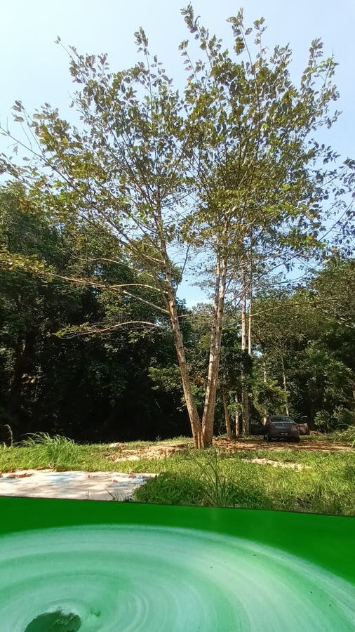 Tree of Nature in Jungle View Healing Stock Photo - Image of healing ...